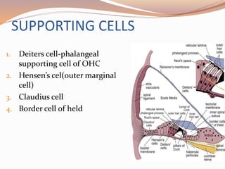 Ultra stuctures of cochlea & its central connections | PPT