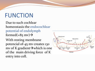Ultra stuctures of cochlea & its central connections | PPT