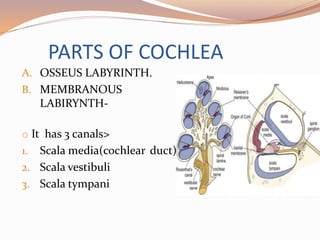 Ultra stuctures of cochlea & its central connections | PPT