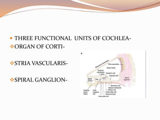 Ultra stuctures of cochlea & its central connections | PPTX