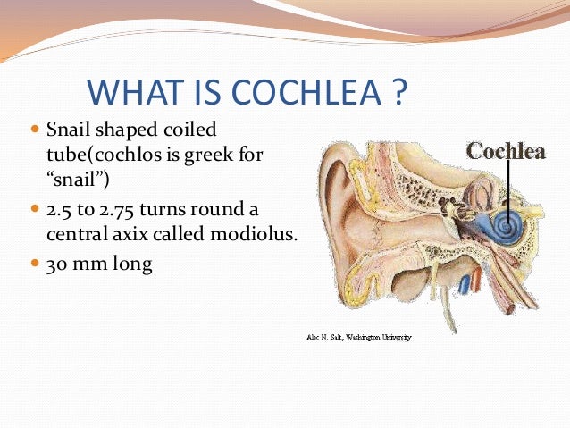 Ultra stuctures of cochlea & its central connections