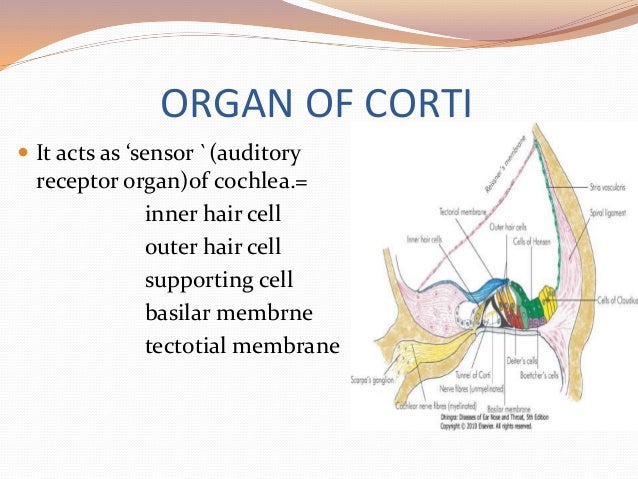 Cochlea Function