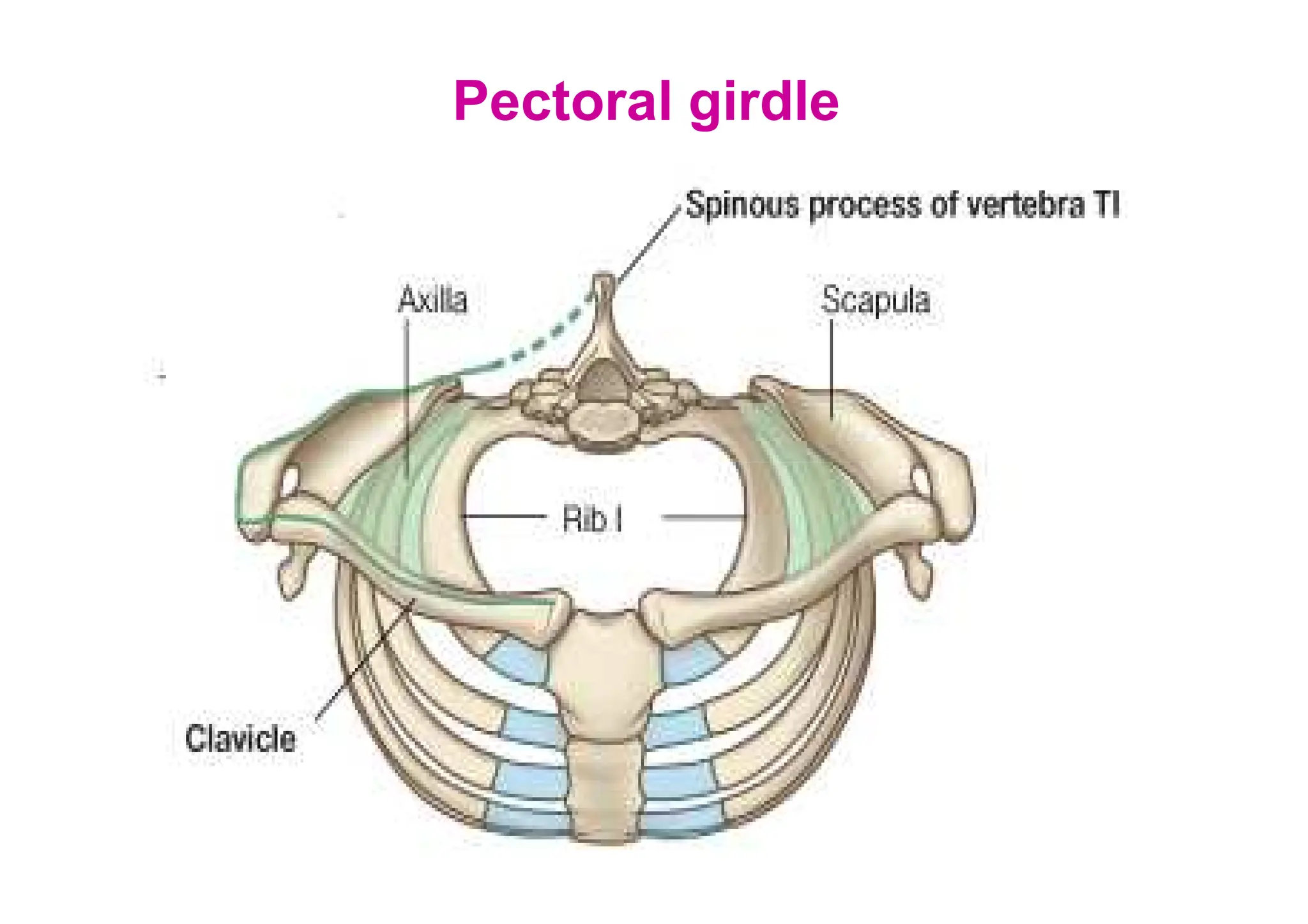 UL upper limb-1 anatomy,bonemuscle and neurovusculatur | PDF