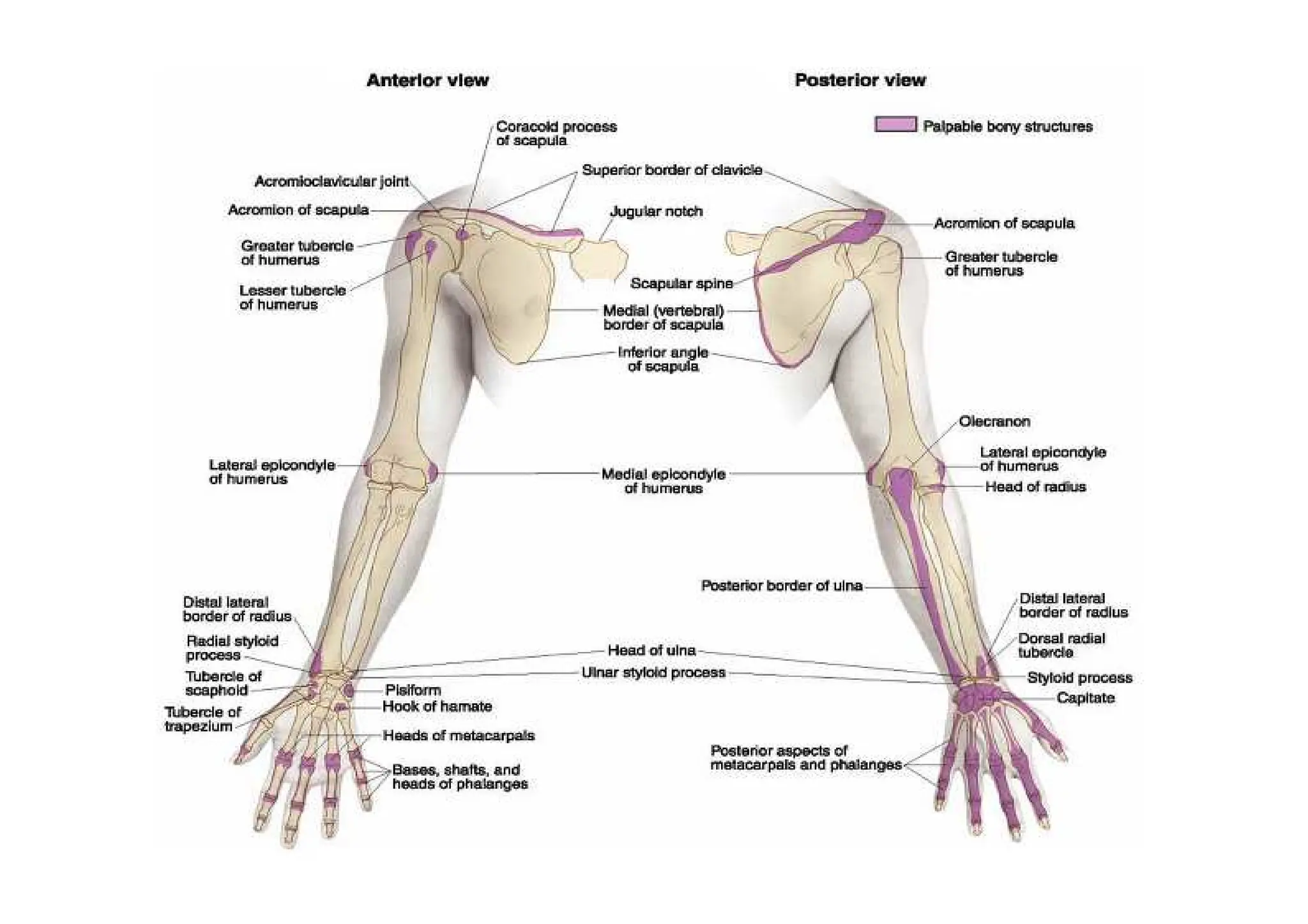 UL upper limb-1 anatomy,bonemuscle and neurovusculatur | PDF