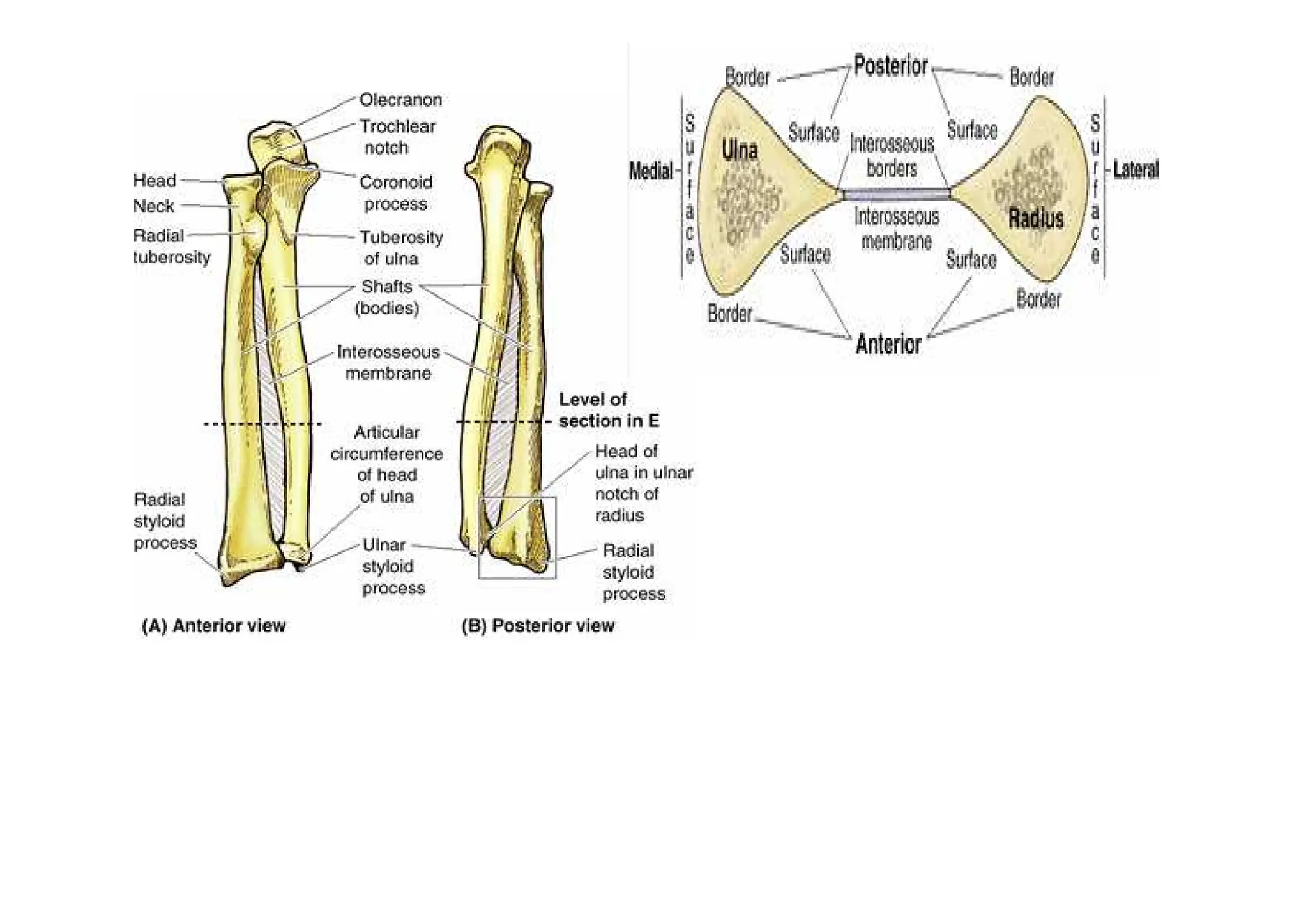 UL upper limb-1 anatomy,bonemuscle and neurovusculatur | PDF