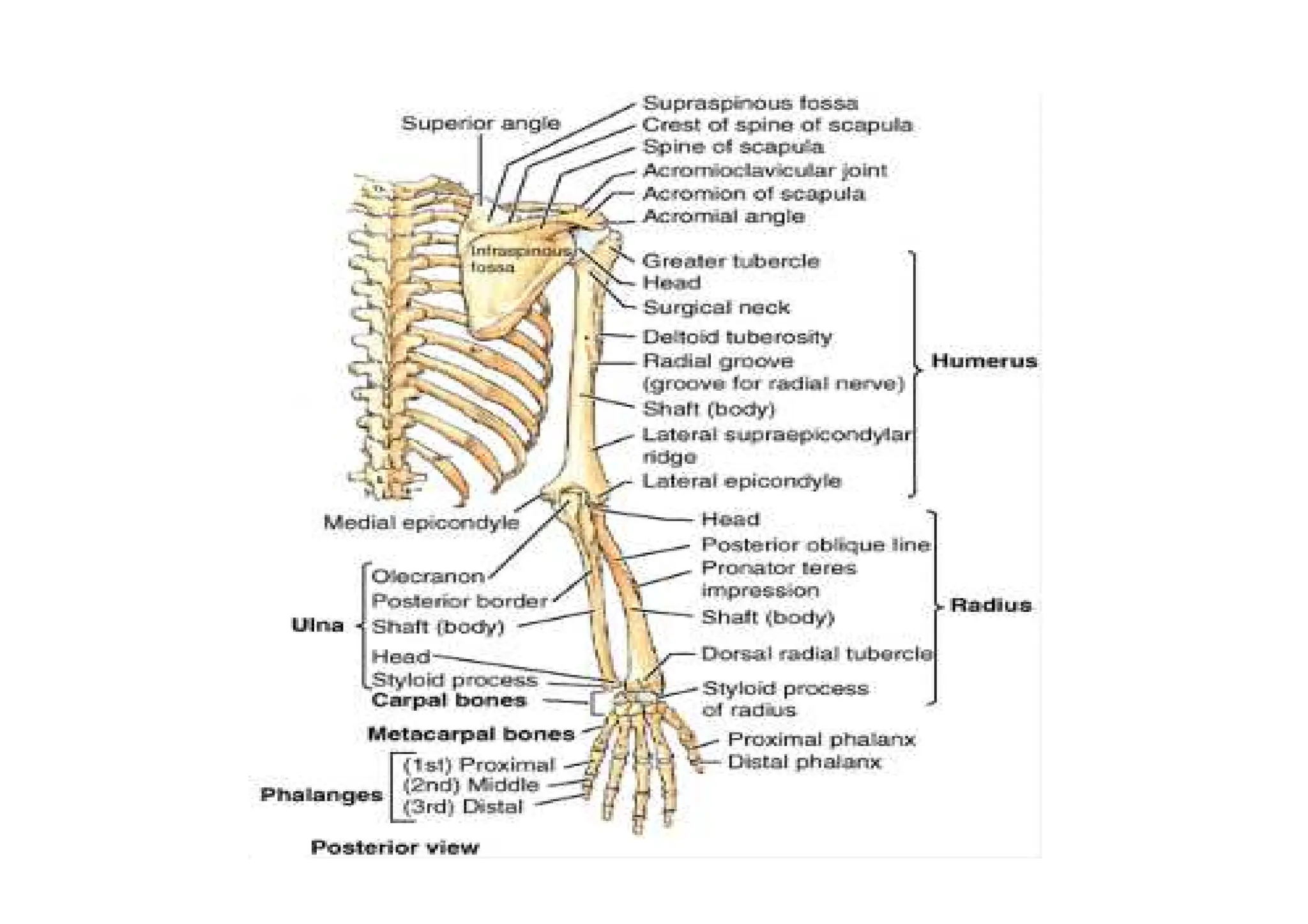 UL upper limb-1 anatomy,bonemuscle and neurovusculatur | PDF