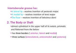 UL upper limb-1 anatomy,bonemuscle and neurovusculatur | PDF