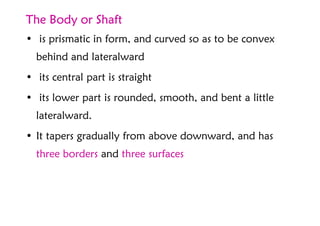 UL upper limb-1 anatomy,bonemuscle and neurovusculatur | PDF