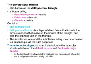 UL upper limb-1 anatomy,bonemuscle and neurovusculatur | PDF