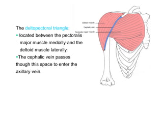 UL upper limb-1 anatomy,bonemuscle and neurovusculatur | PDF