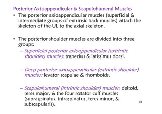 UL upper limb-1 anatomy,bonemuscle and neurovusculatur | PDF