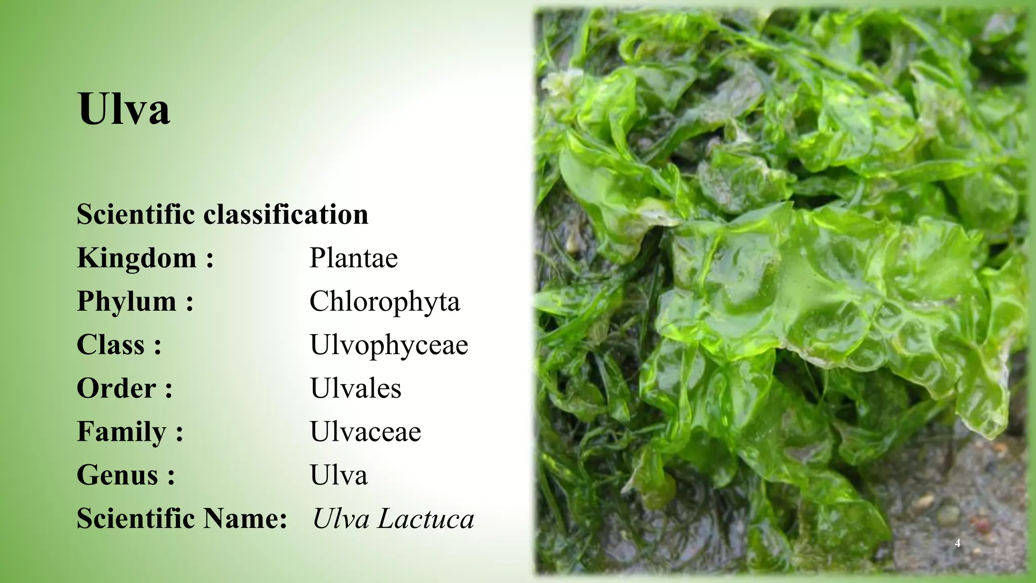 Ulva lactuca | PPTX