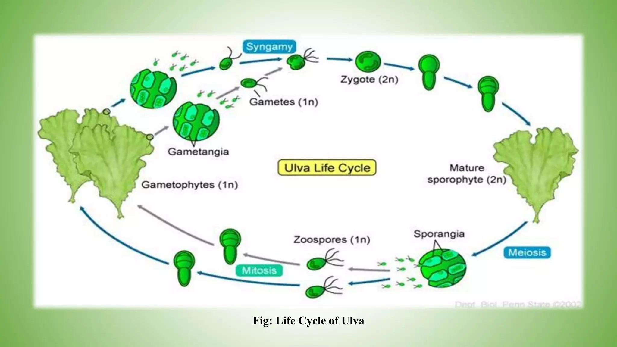 Ulva lactuca | PPTX