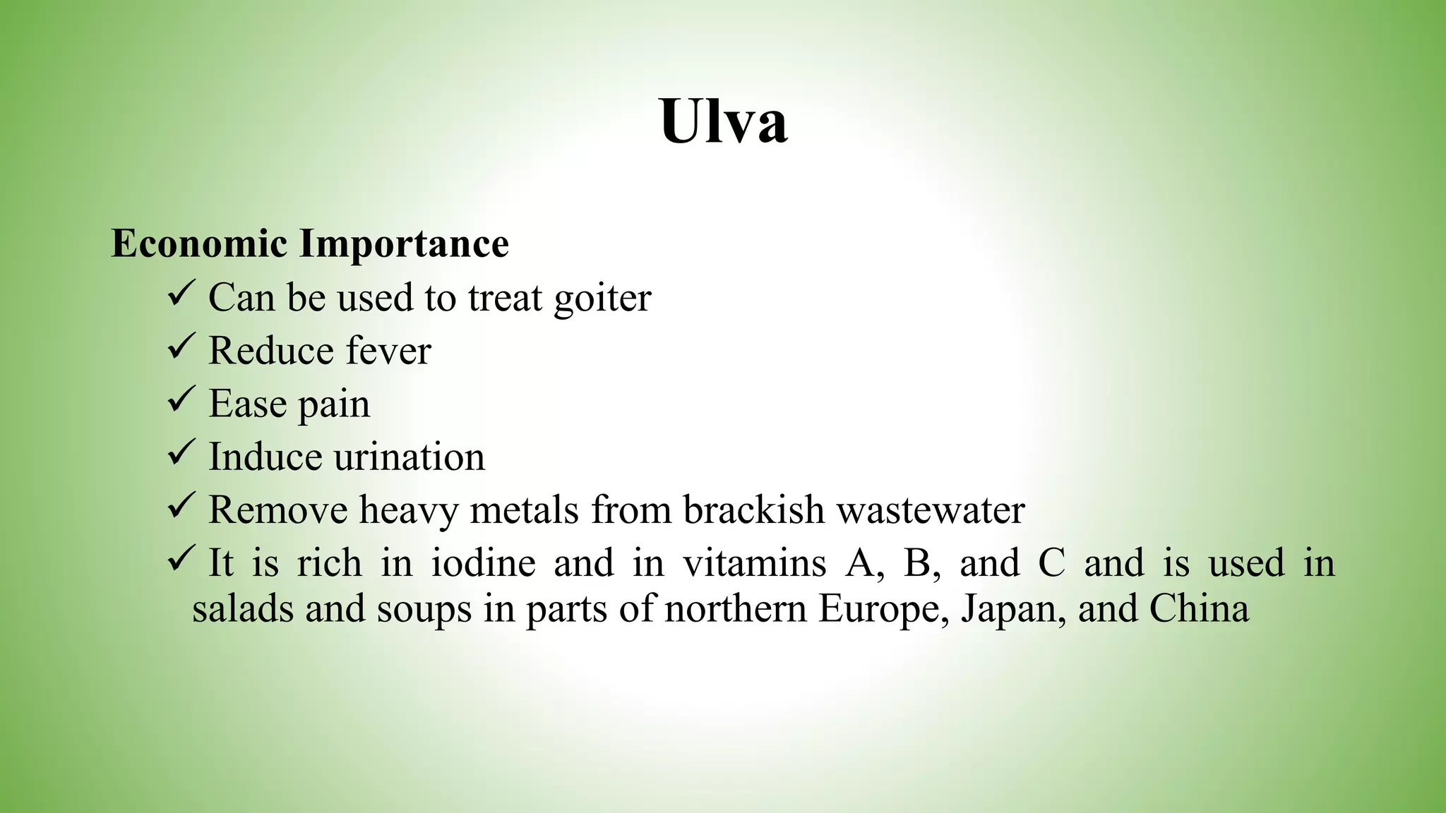 Ulva lactuca | PPTX