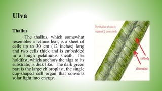 Ulva lactuca | PPTX