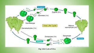 Ulva Lactuca Holdfast