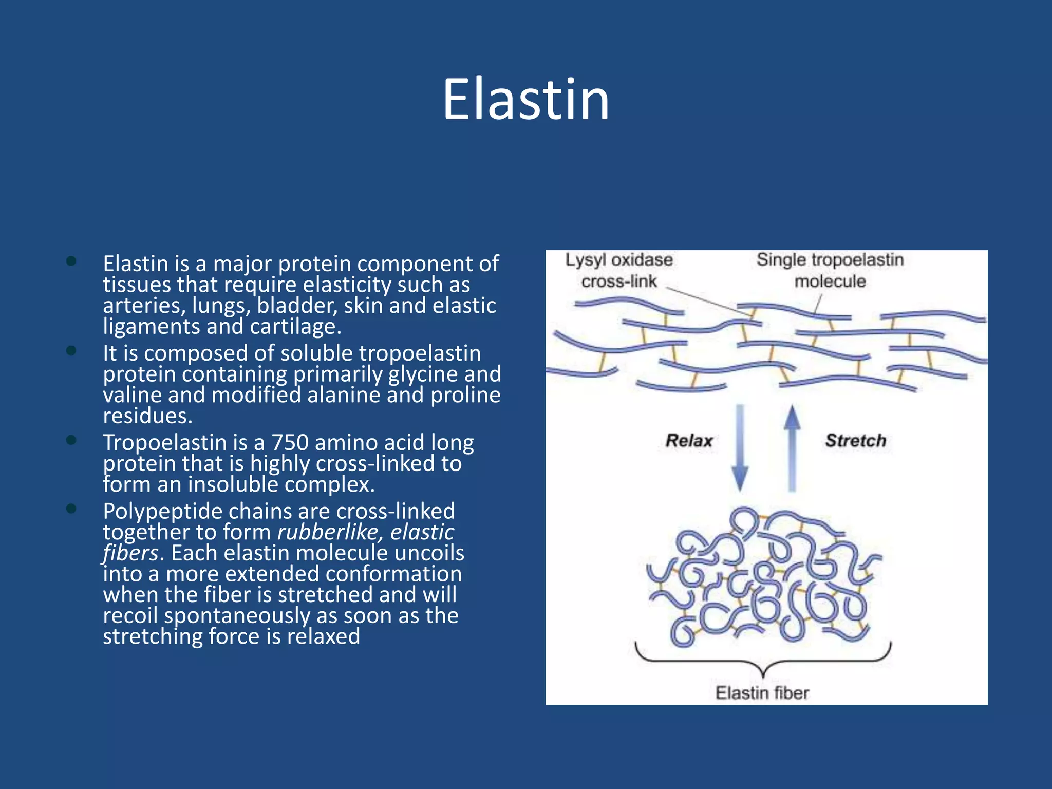 Extracellular matrix | PPTX
