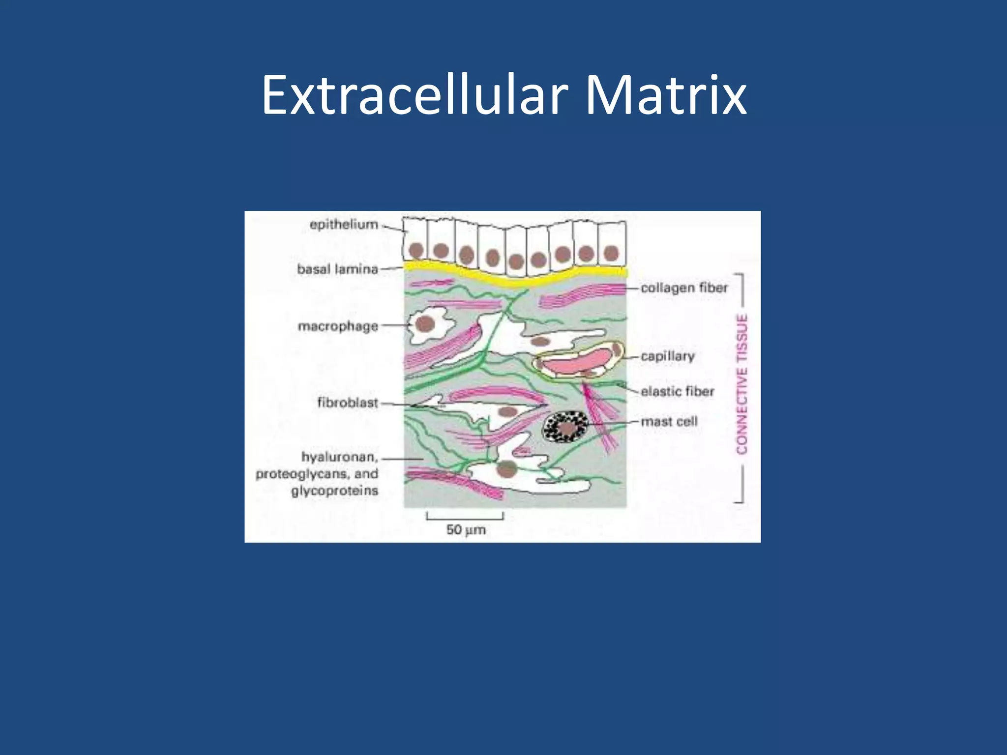 Extracellular matrix | PPTX