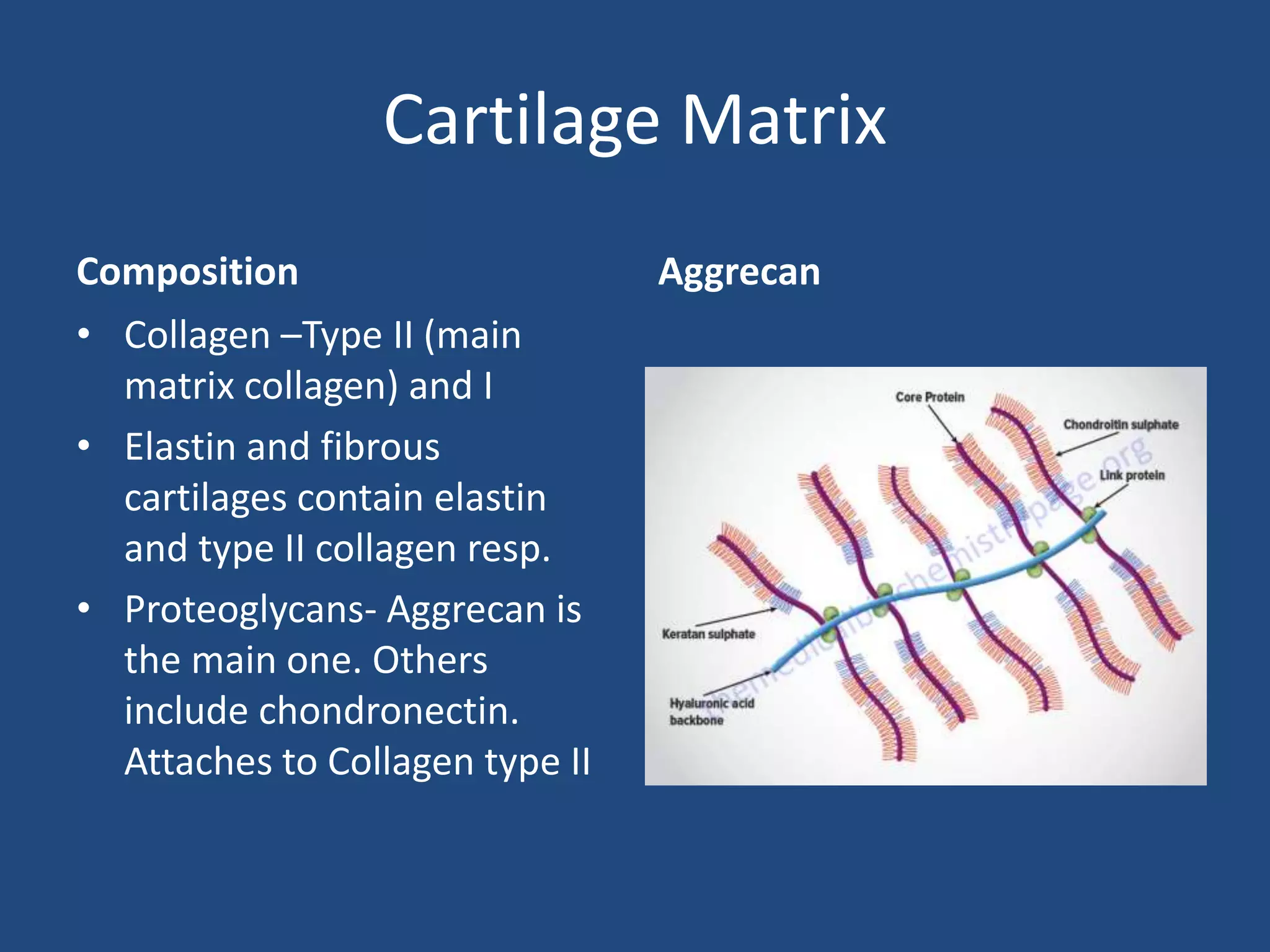 Extracellular matrix | PPTX