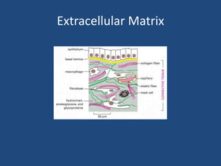 Extracellular matrix | PPTX