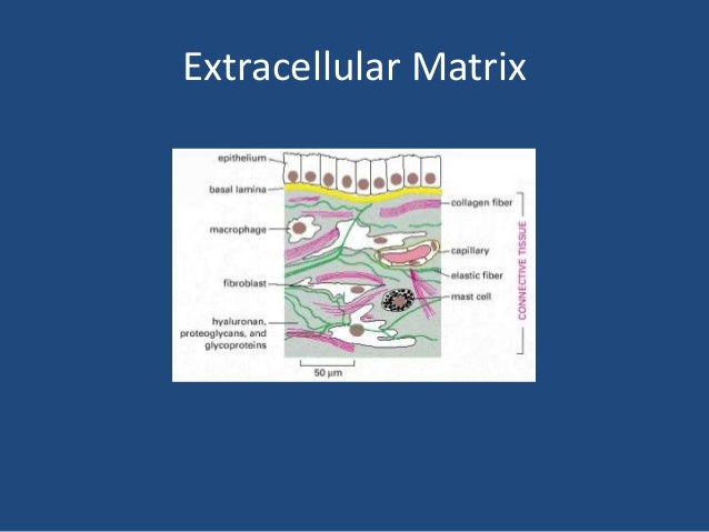 Extracellular matrix