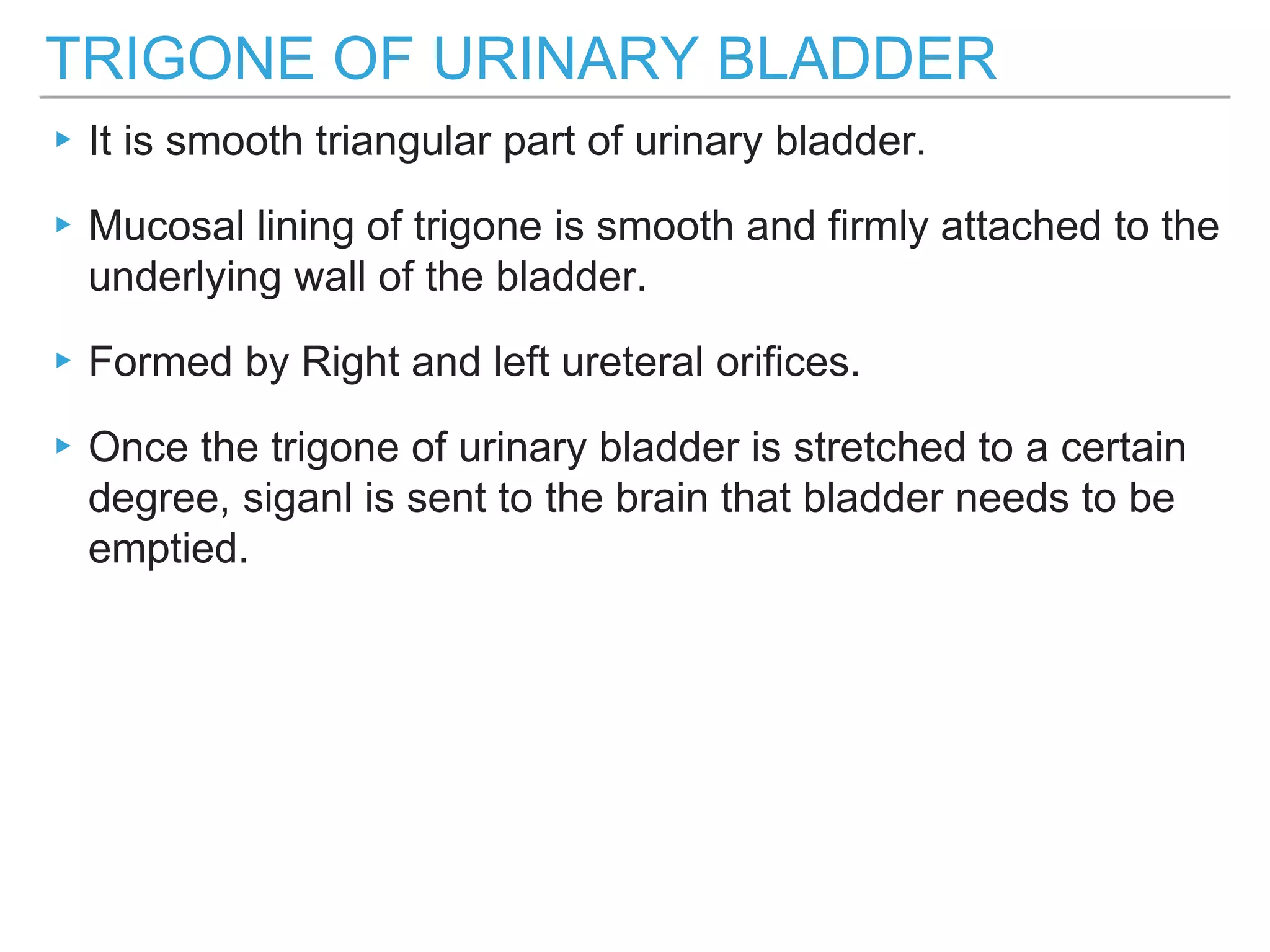 Anatomy Of Urinary Bladder | PPTX