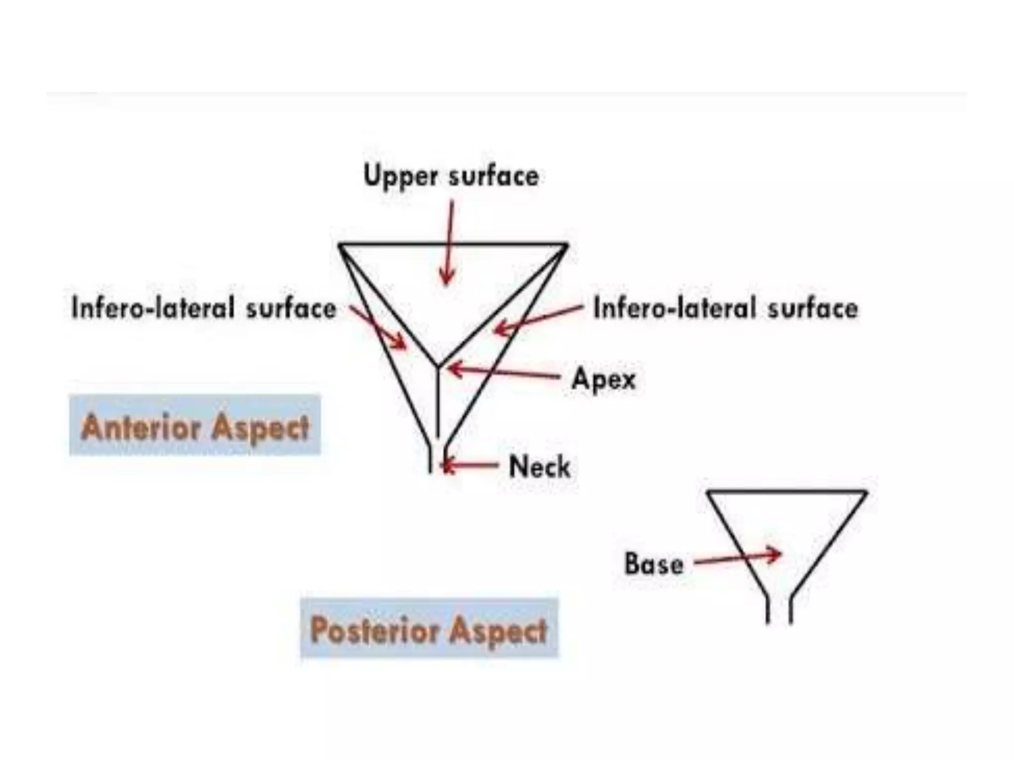 Anatomy Of Urinary Bladder | PPTX