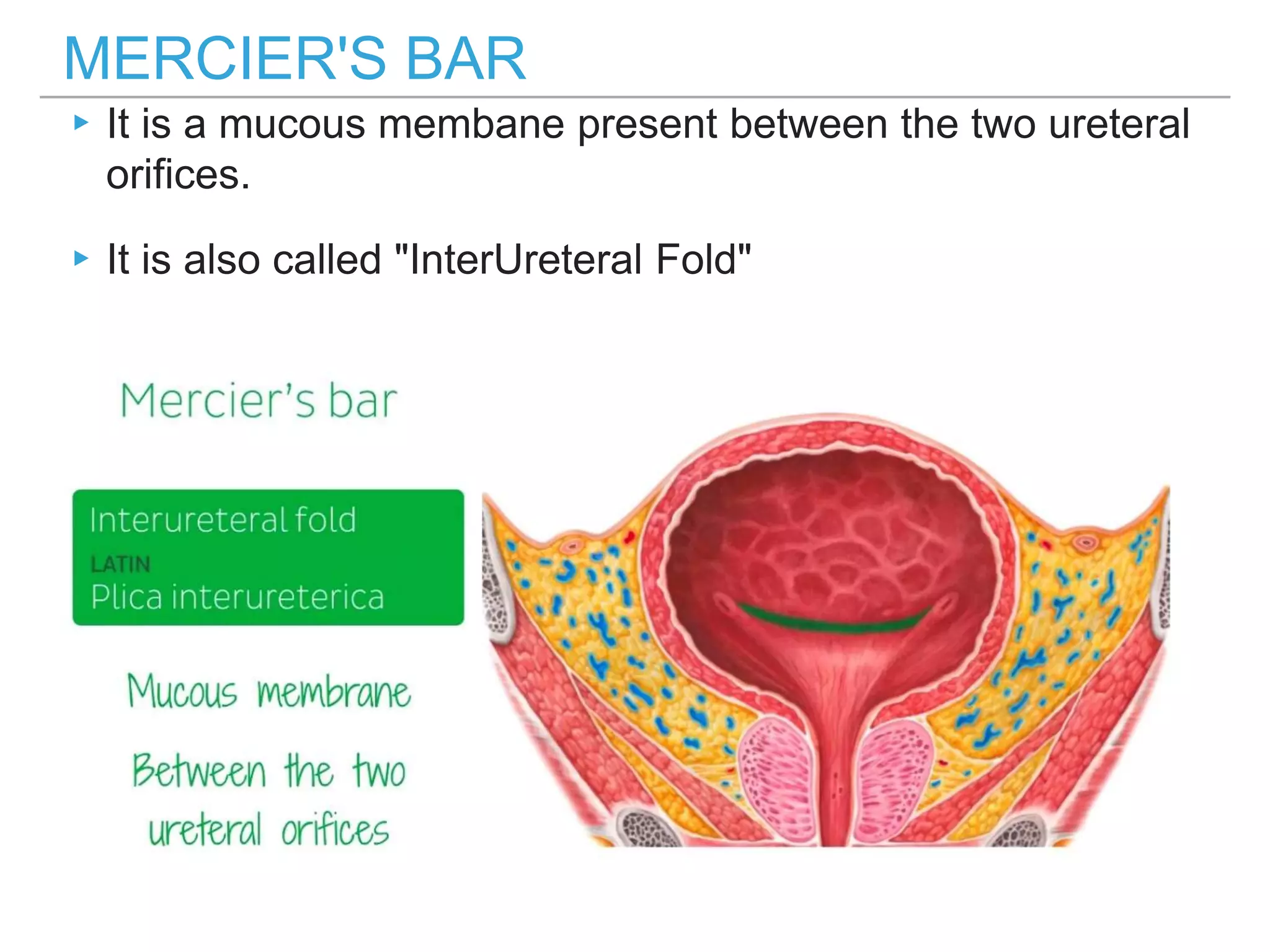 Anatomy Of Urinary Bladder | PPTX