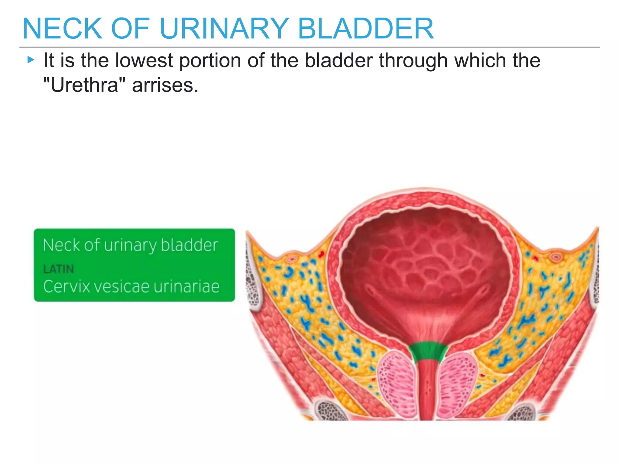 Anatomy Of Urinary Bladder | PPTX