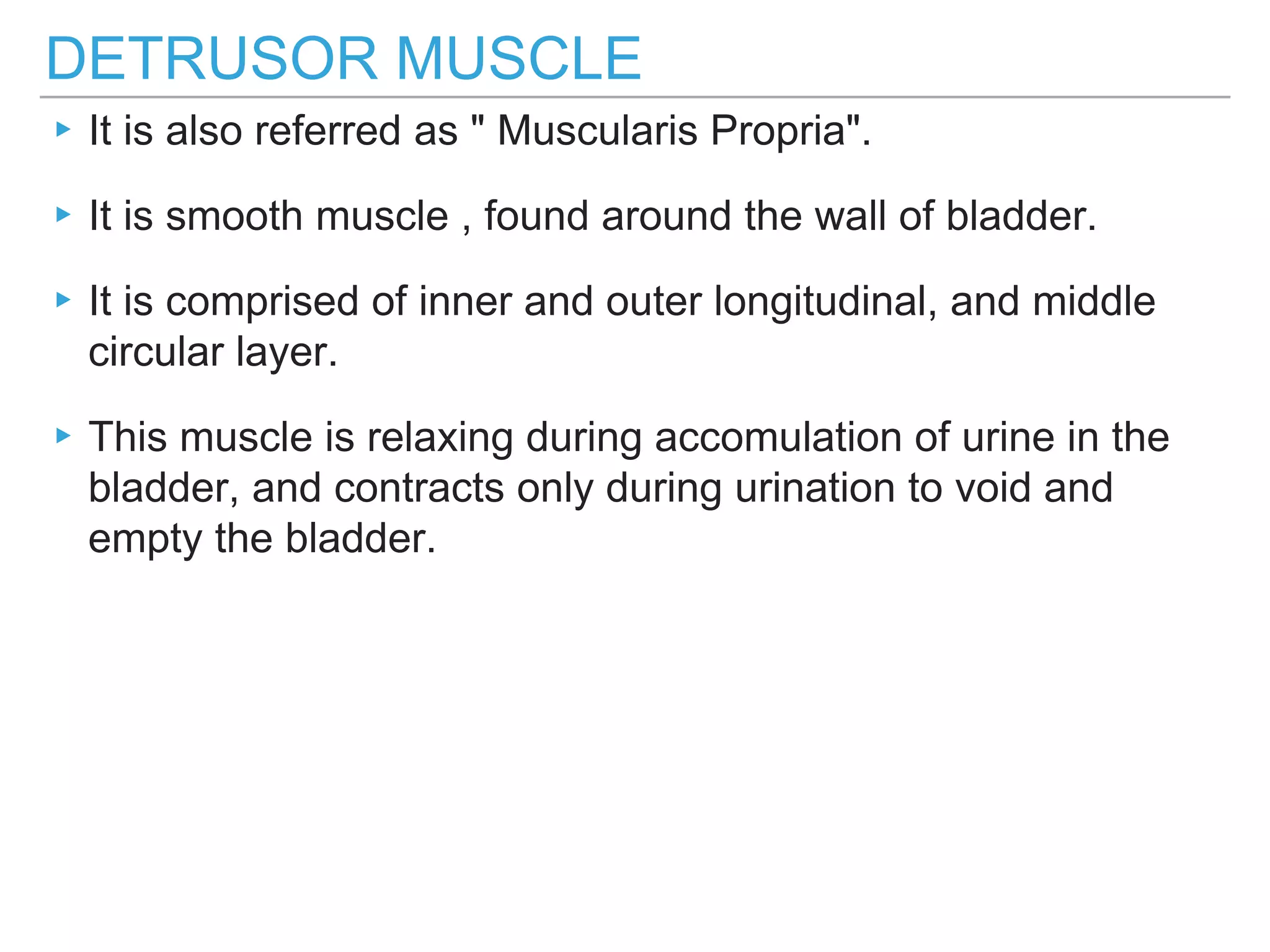 Anatomy Of Urinary Bladder | PPTX