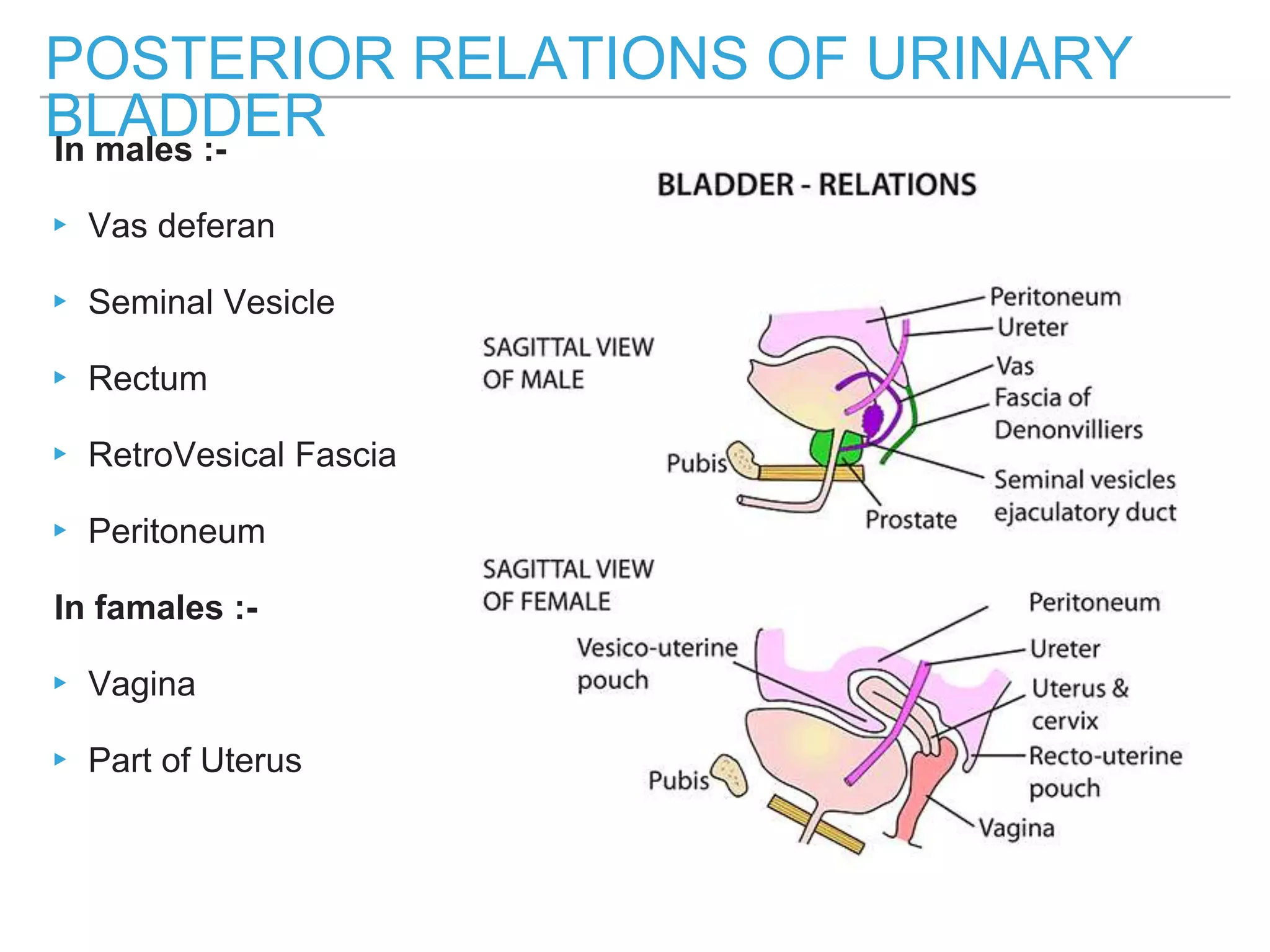Anatomy Of Urinary Bladder | PPTX