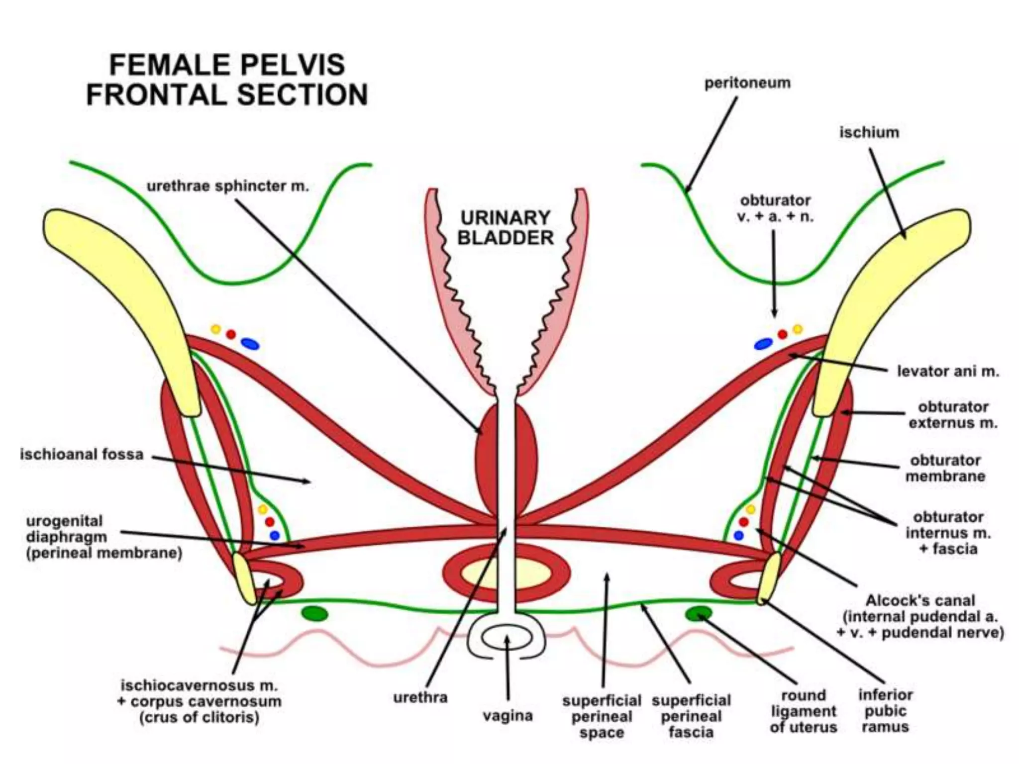 Anatomy Of Urinary Bladder | PPTX
