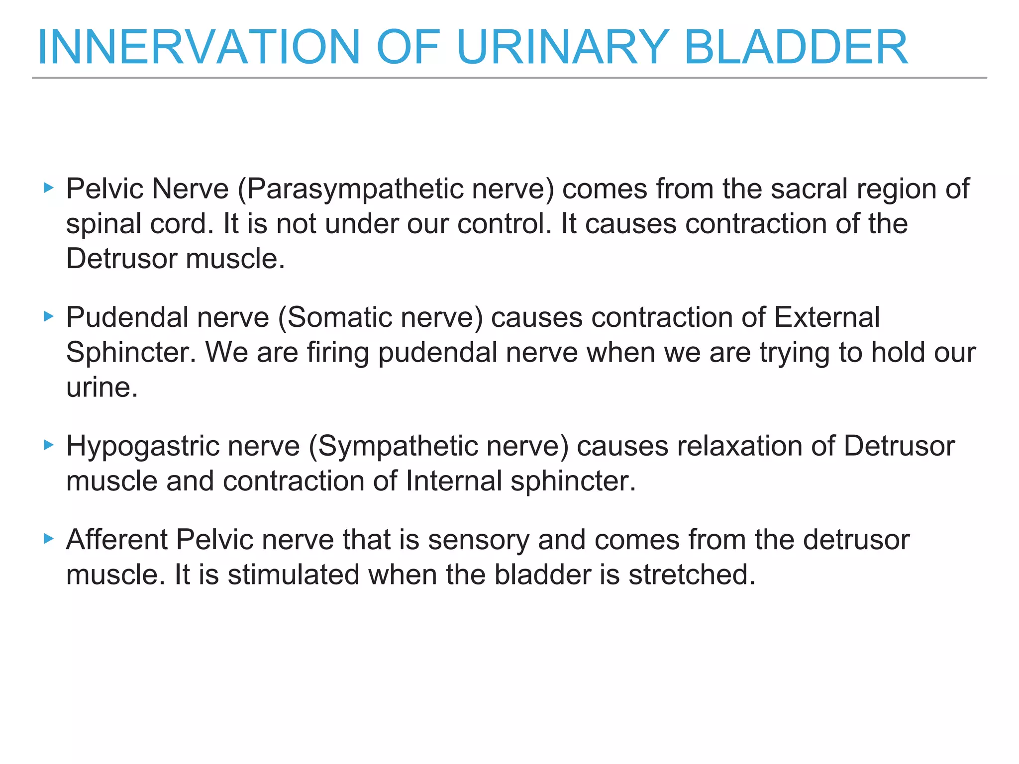 Anatomy Of Urinary Bladder | PPTX