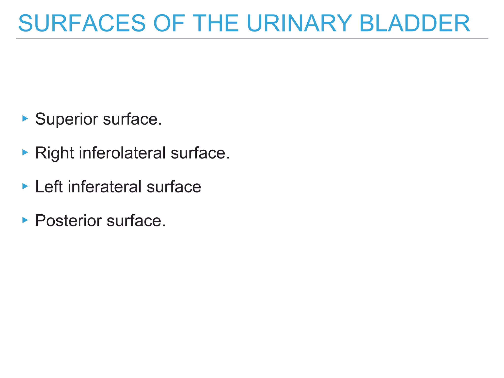 Anatomy Of Urinary Bladder | PPTX