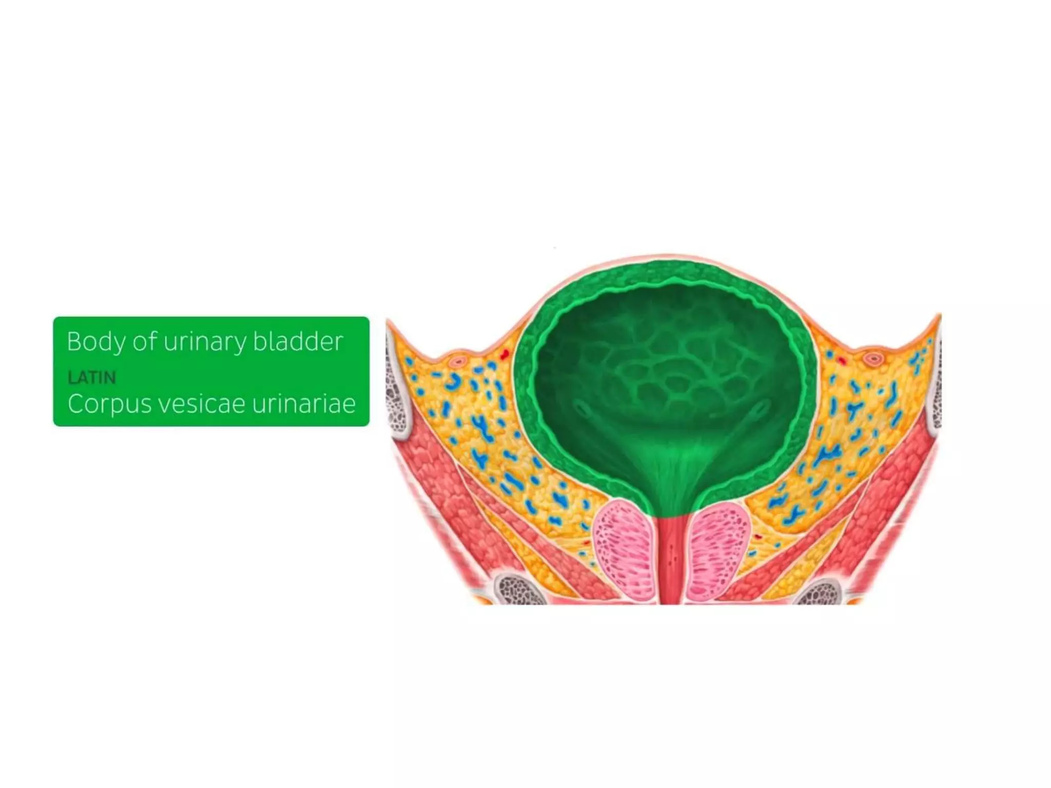 Anatomy Of Urinary Bladder | PPTX