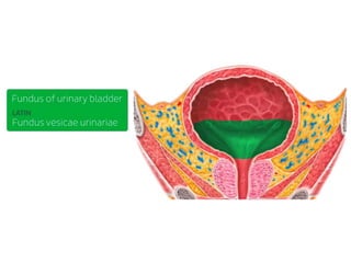 Anatomy Of Urinary Bladder | PPTX