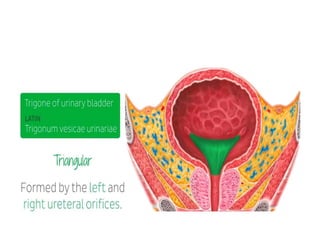 Anatomy Of Urinary Bladder | PPTX