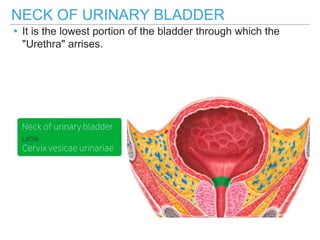 Anatomy Of Urinary Bladder | PPTX