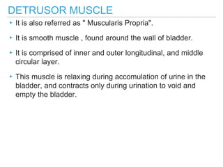 Anatomy Of Urinary Bladder | PPTX