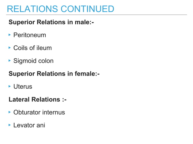 Anatomy Of Urinary Bladder | PPTX | Sexual Conditions | Sexual Health