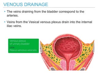 Anatomy Of Urinary Bladder | PPTX