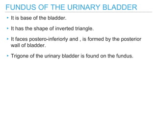 Anatomy Of Urinary Bladder | PPTX