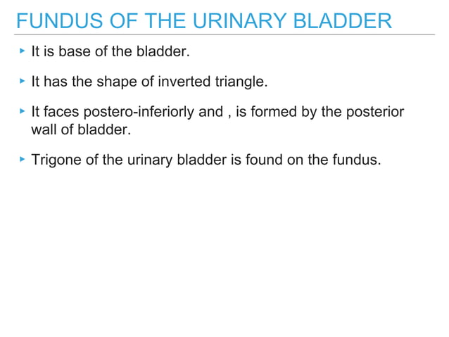Anatomy Of Urinary Bladder | PPTX | Sexual Conditions | Sexual Health
