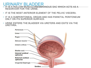 Bladder Anatomy