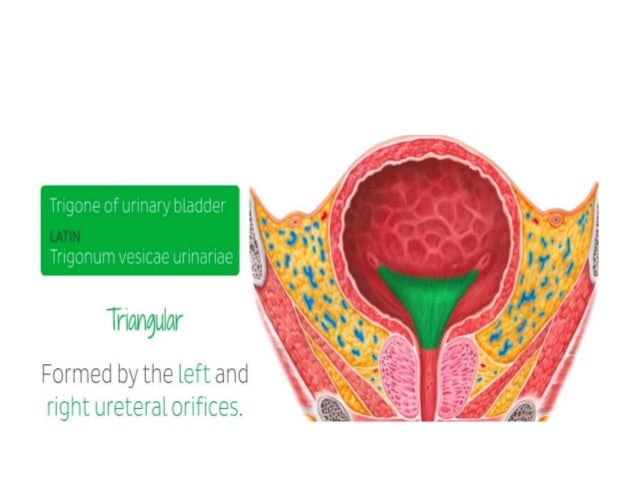 Anatomy Of Urinary Bladder