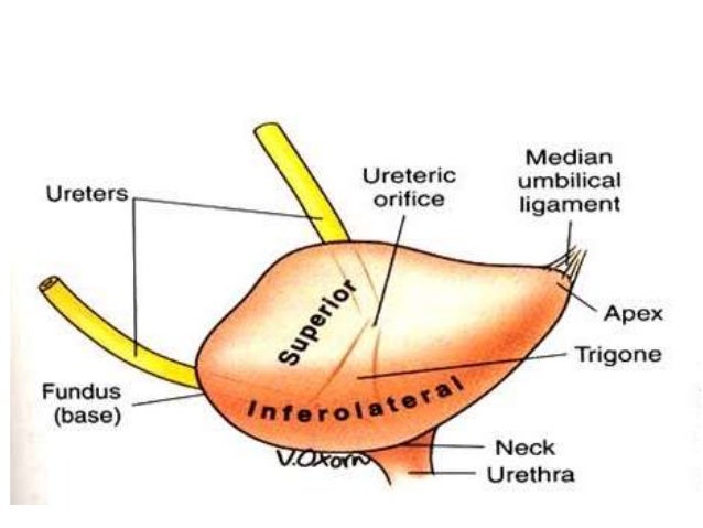 Anatomy Of Urinary Bladder
