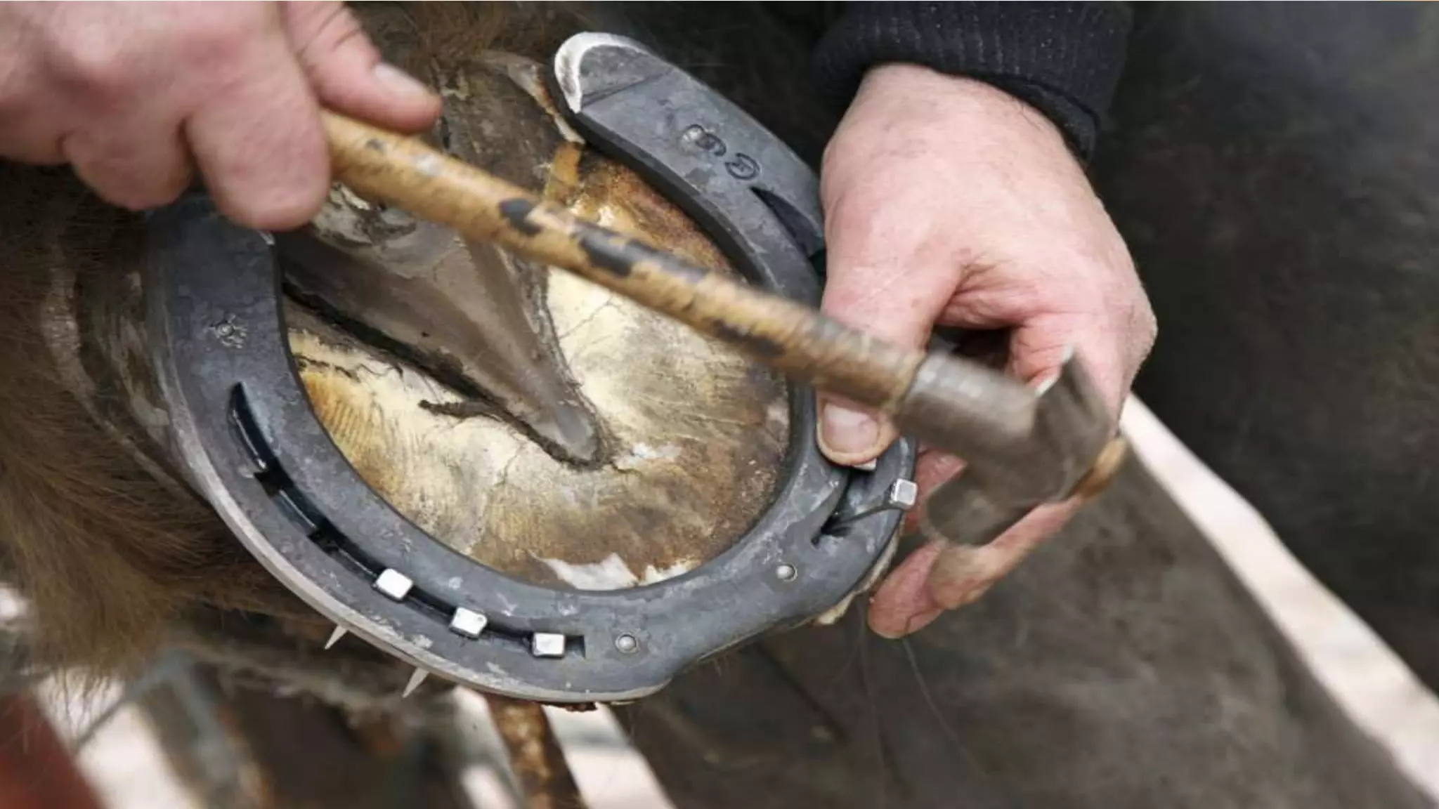 SHOEING PROCEDURE IN HORSES | PPTX