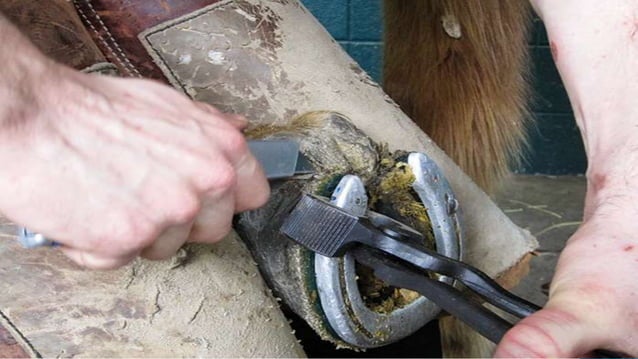 SHOEING PROCEDURE IN HORSES | PPTX | Foot Health | Diseases and Conditions