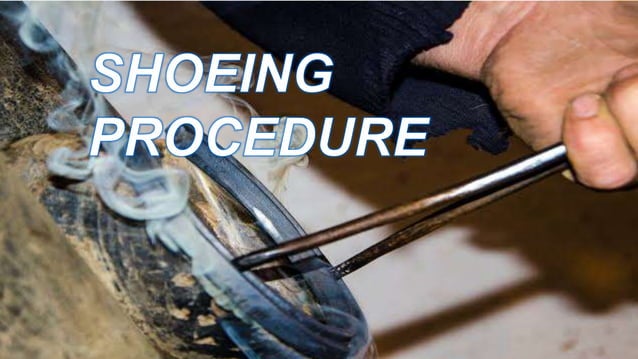 SHOEING PROCEDURE IN HORSES | PPTX | Foot Health | Diseases and Conditions