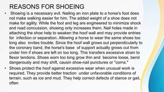 SHOEING PROCEDURE IN HORSES | PPTX | Foot Health | Diseases and Conditions